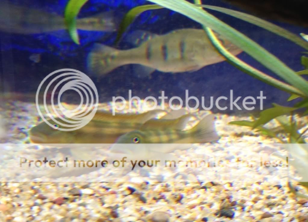 XXXL clown loach, pond filter, Bichirs, goby Cichlid, albino pleco - SoCal - Pickup ...