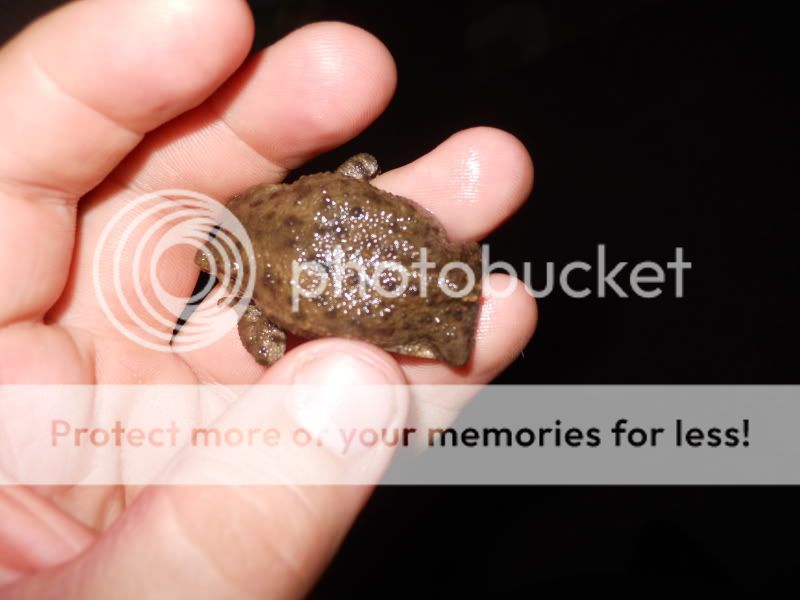 deformed toad | Reptile Forums