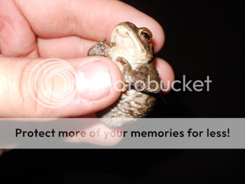 deformed toad | Reptile Forums
