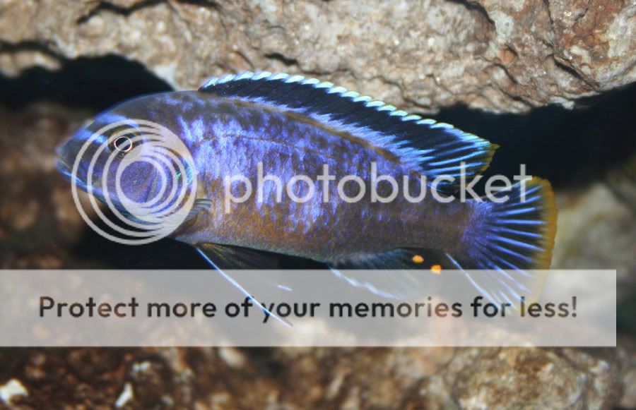 Msobo Pair - Female holding w/ pics | Cichlid Fish Forum