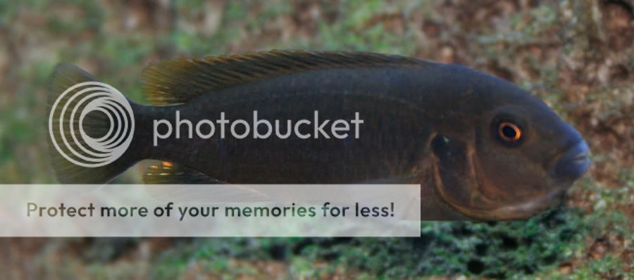 Multiple IDs Please | Cichlid Fish Forum