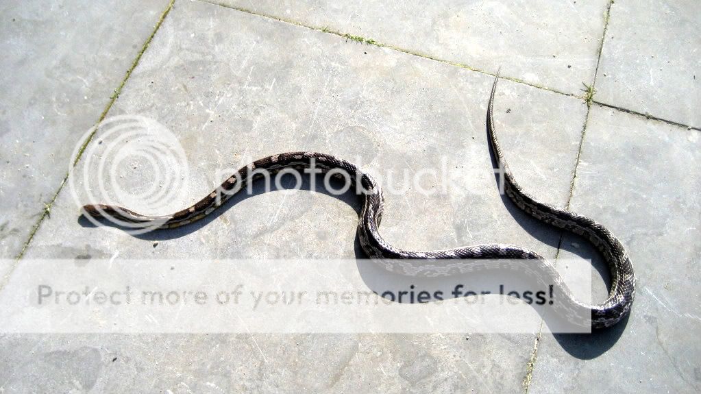 Slangenforum - Toon onderwerp - hoe zie je dat je slang zwanger is?