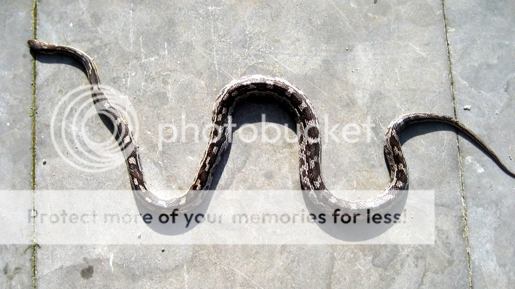 Slangenforum - Toon onderwerp - hoe zie je dat je slang zwanger is?