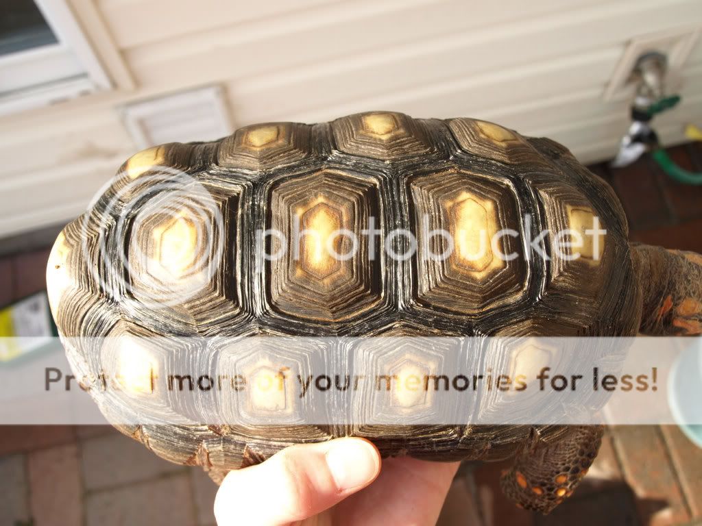 Pyramiding improved | Tortoise Forum