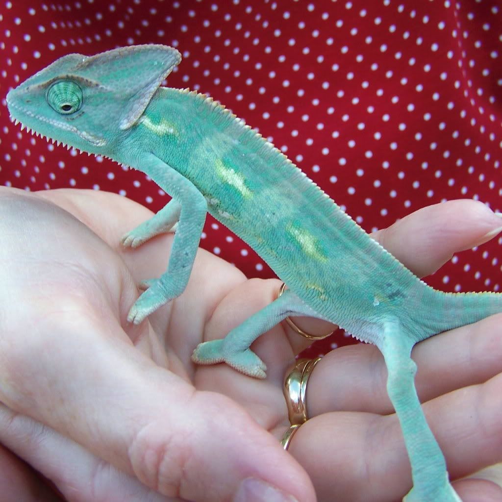 What Did/Do Your Baby Veileds Look Like? | Chameleon Forums