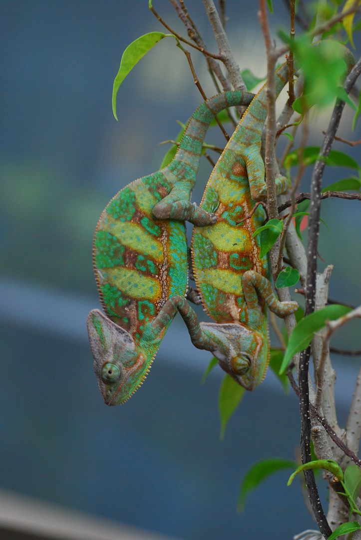 Weekend Photos of the Chameleons | Chameleon Forums