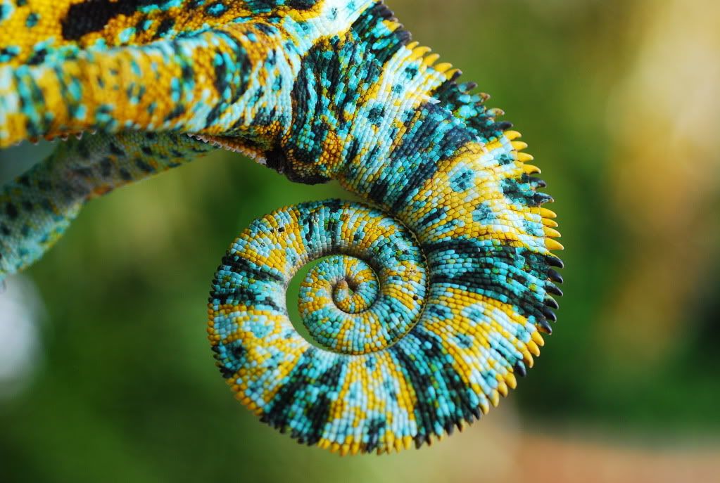 Tail Shots | Chameleon Forums