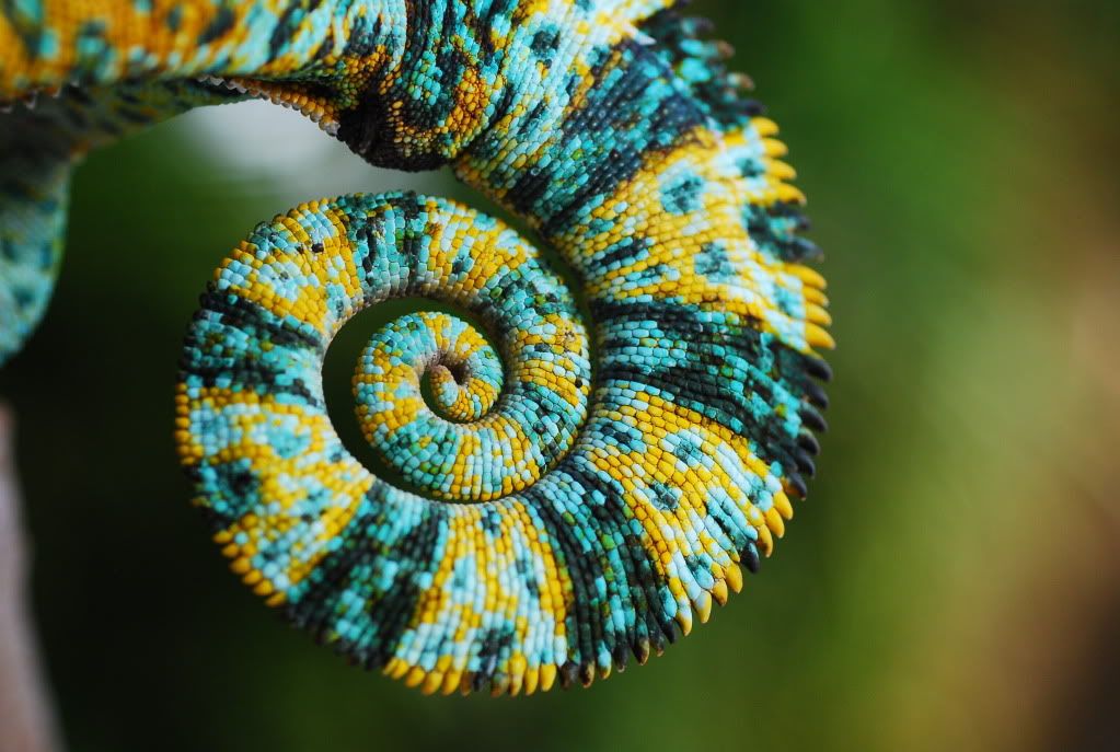 Tail Shots | Chameleon Forums