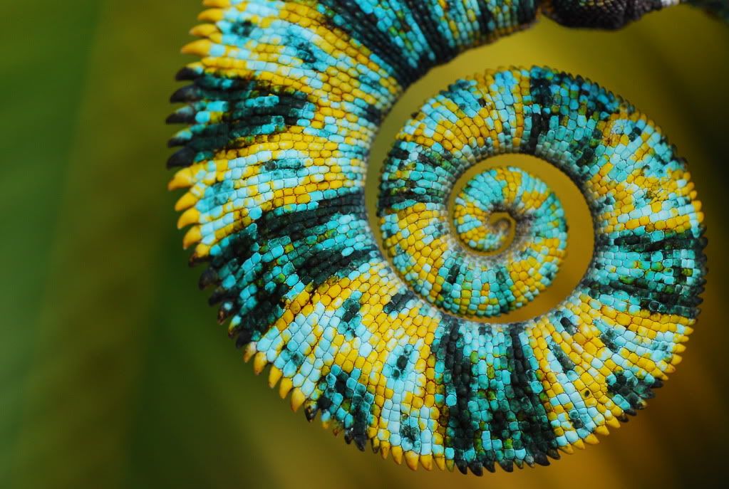 Tail Shots | Chameleon Forums