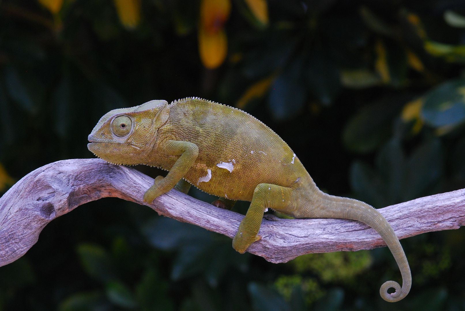 Tribute To My Sweet Little Tate | Chameleon Forums