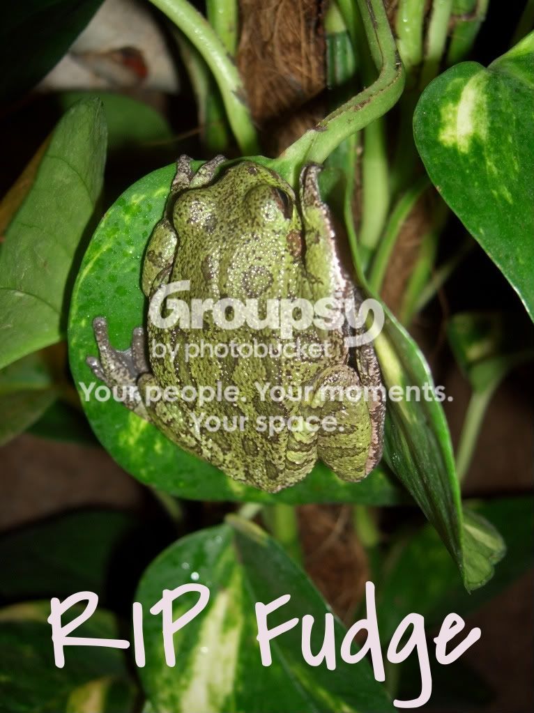 Fudge | Reptile Forums